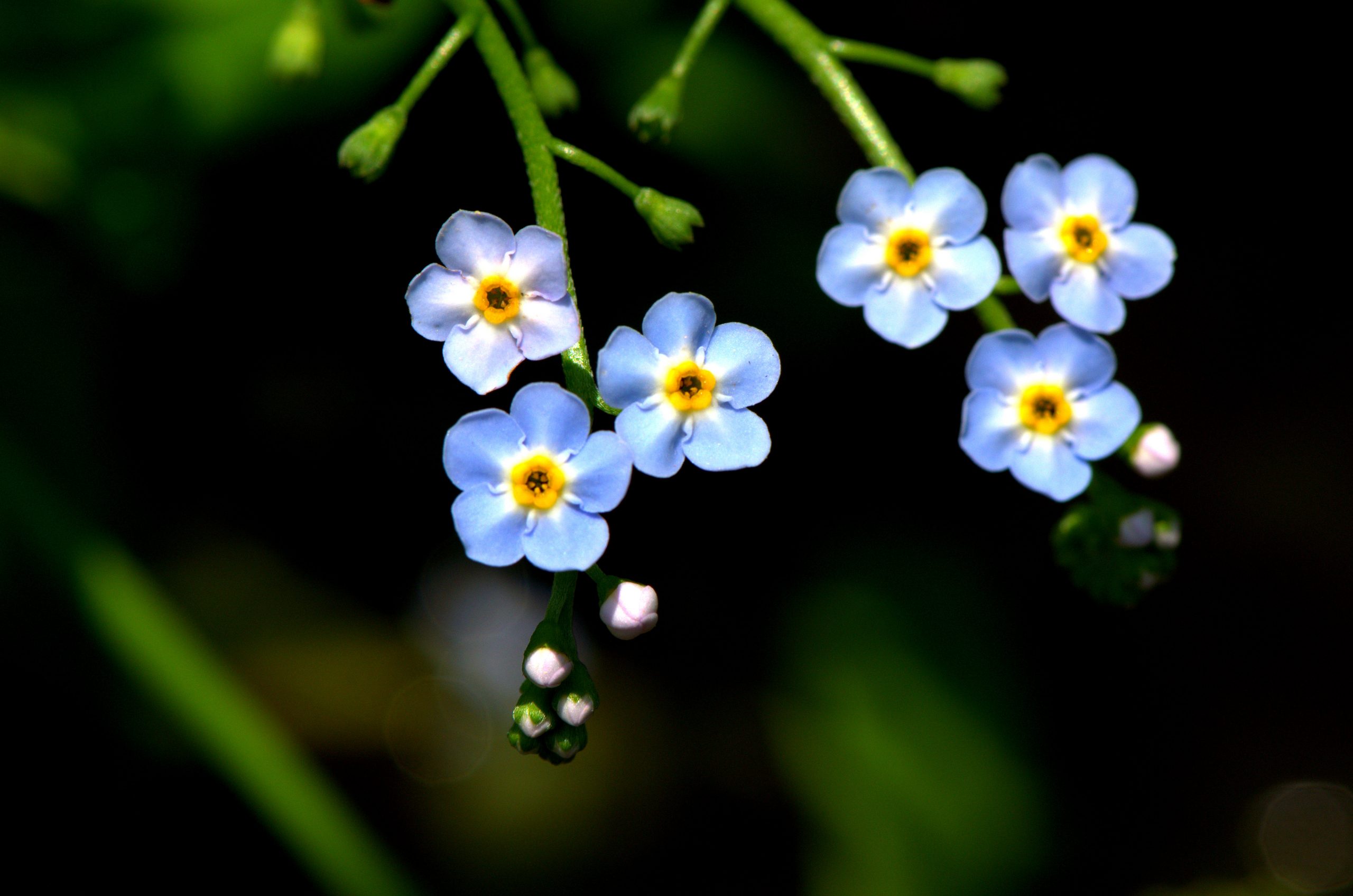 Forget Me Knot Festival – Cooke City Silver Gate Festival